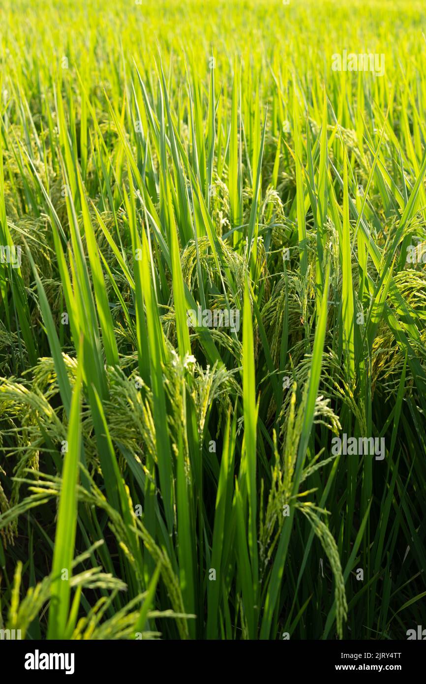 fresh green paddy on the field vertical composition Stock Photo - Alamy