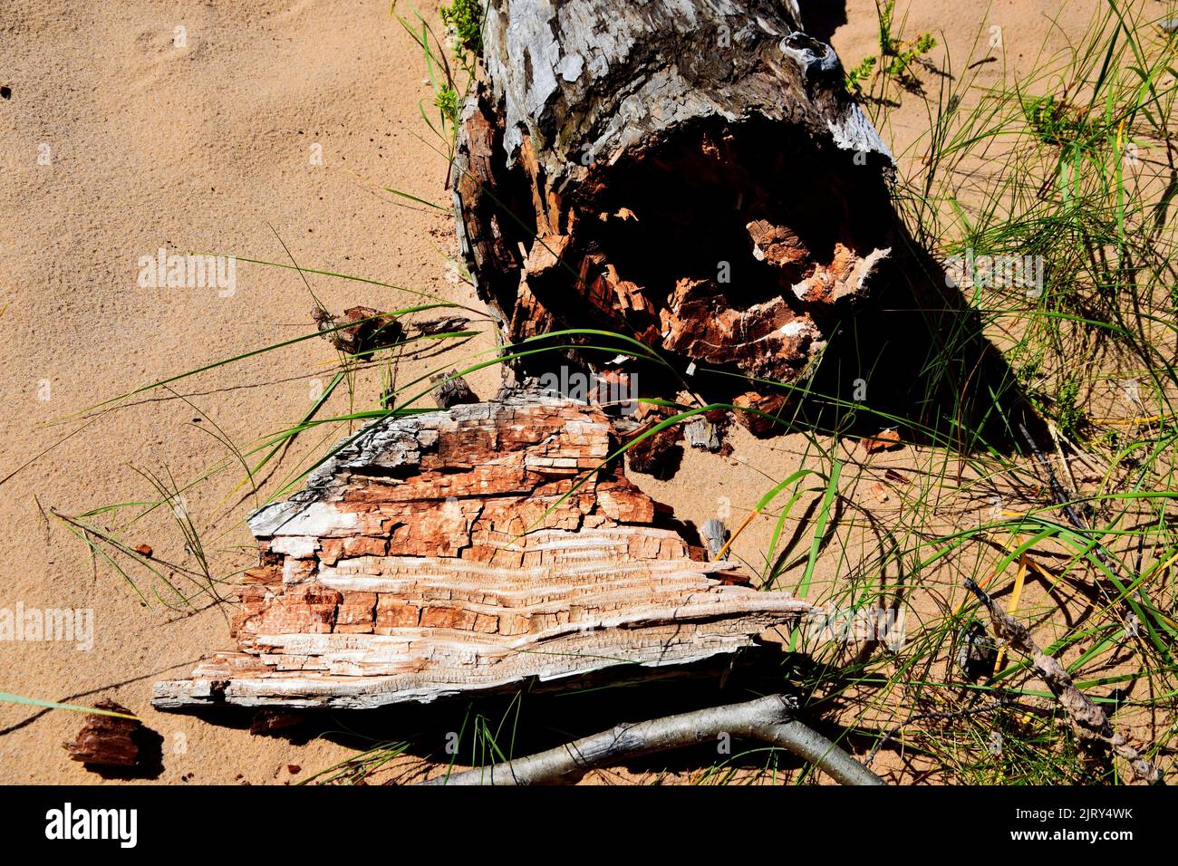 An old damaged tree trunk on the sands with greenery under sunlight ...
