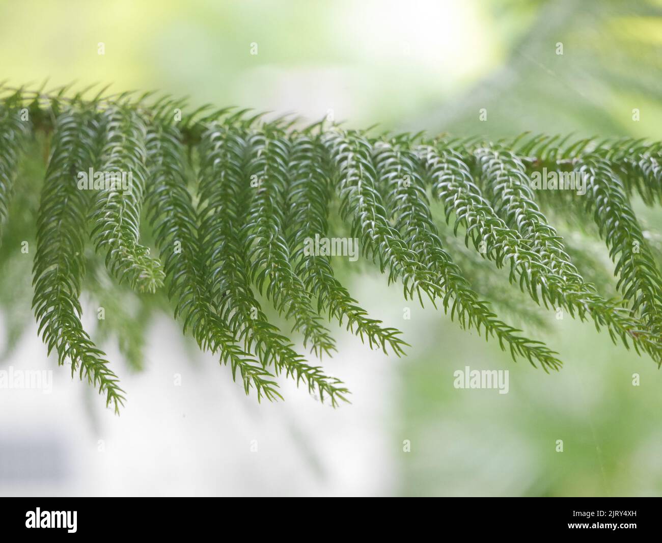 Cemara tree Cemara tree is a tree that has various benefits for the ...