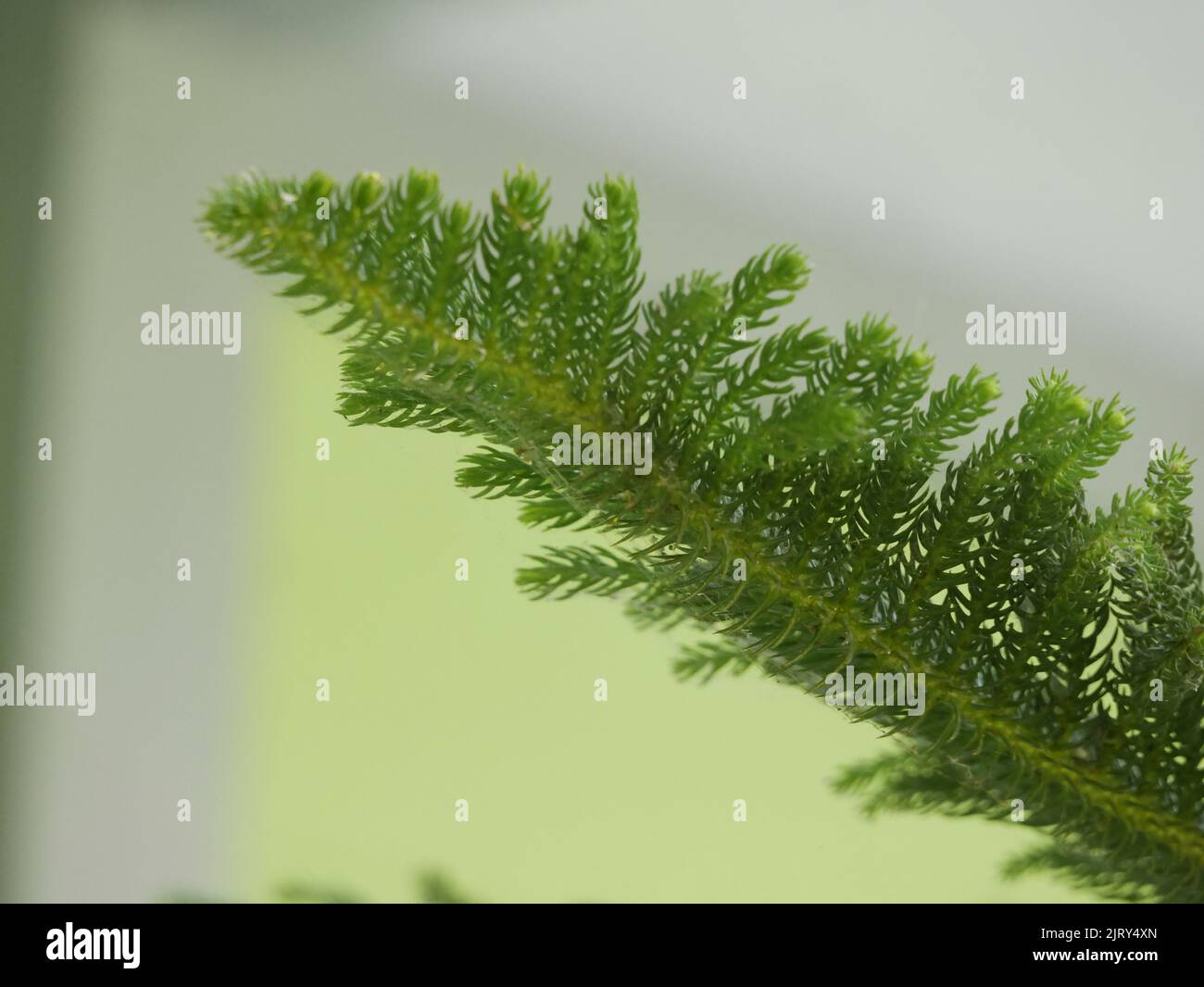 Cemara tree Cemara tree is a tree that has various benefits for the ...