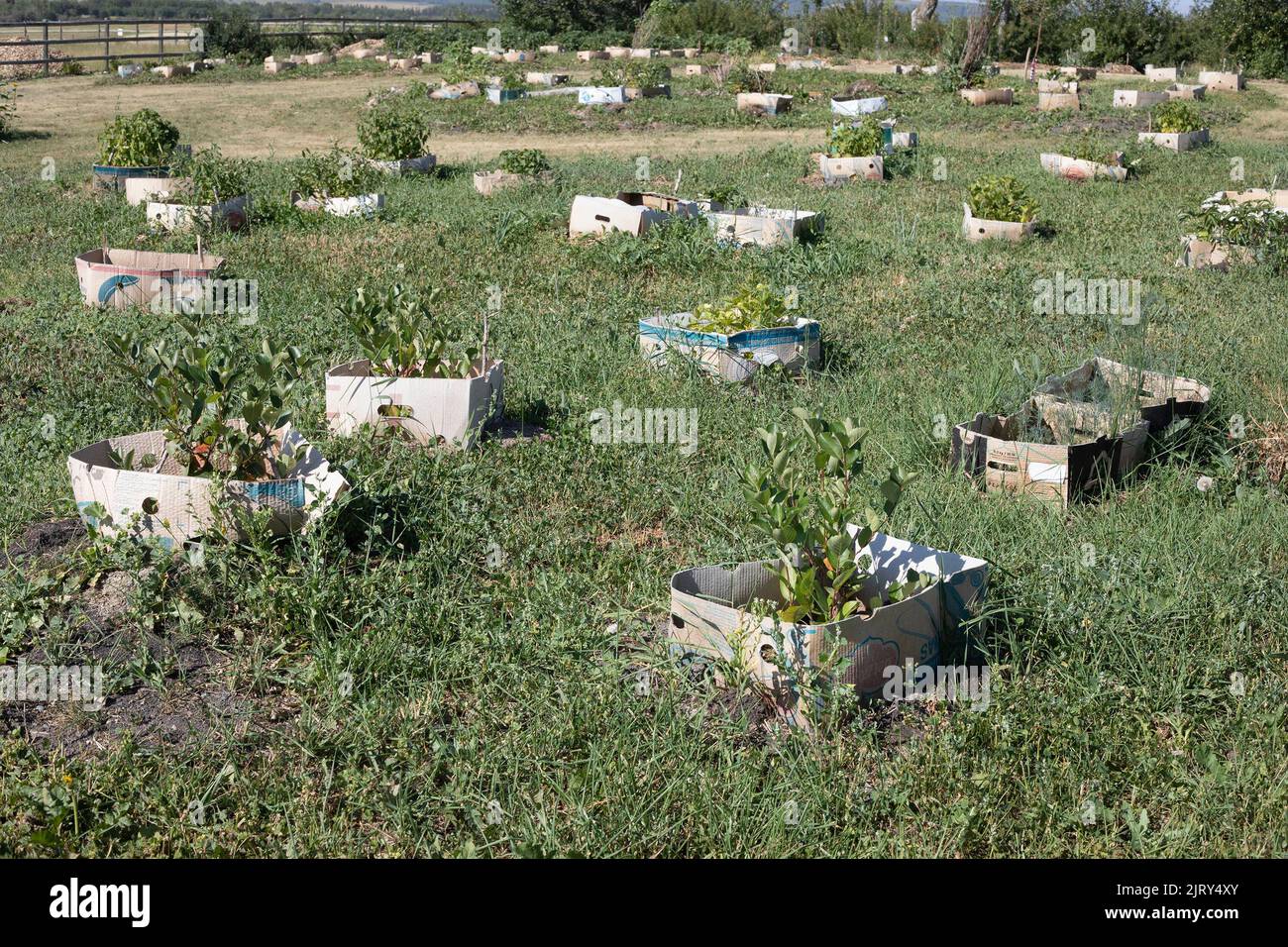 Tree seedlings on permaculture farm planted for a food forest on site ...