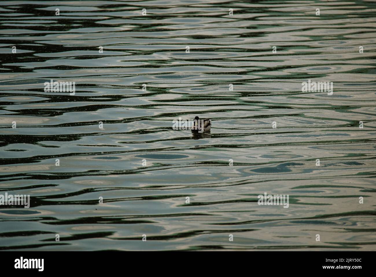 A single duck swimming in the water Stock Photo - Alamy