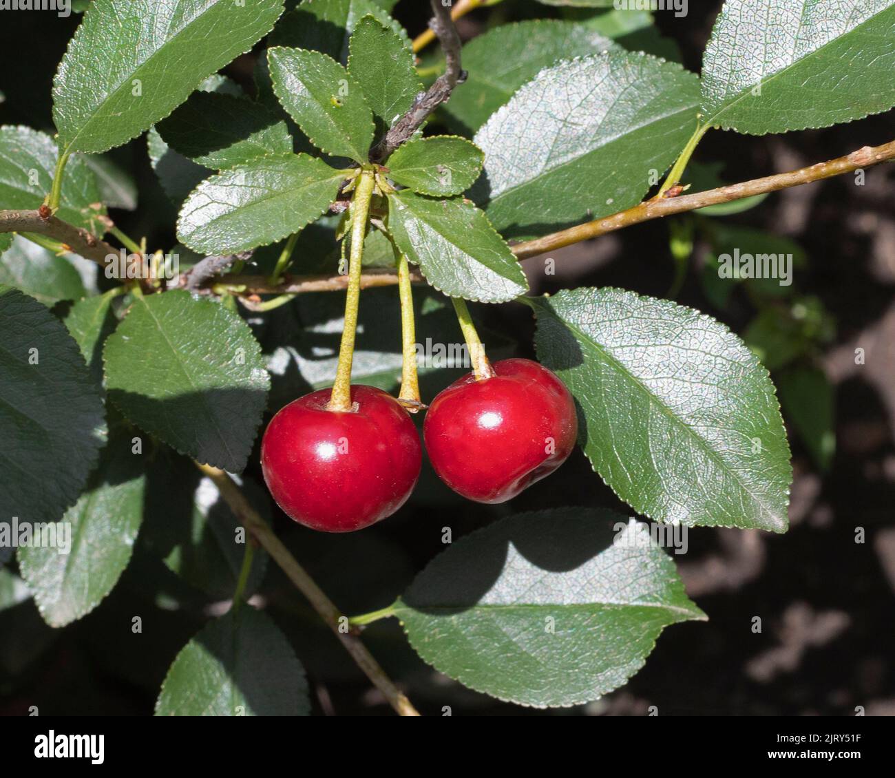 Two cherries growing on tree hi-res stock photography and images - Alamy