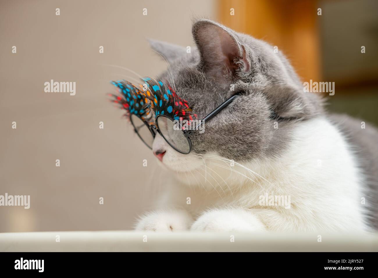 cute british shorthair cat wearing funny eyeglasses with beautiful ...