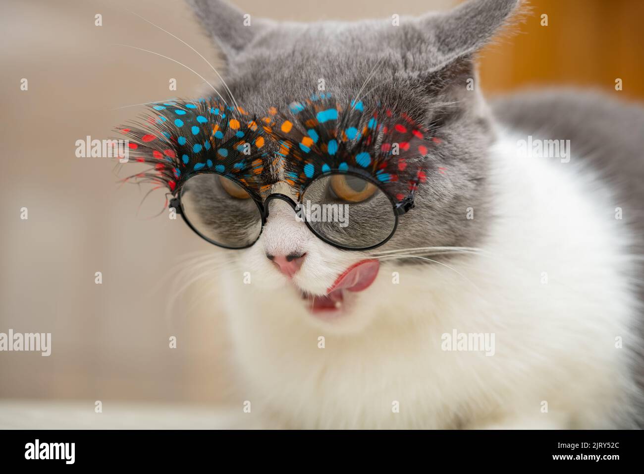 cute british shorthair cat wearing funny eyeglasses with beautiful ...