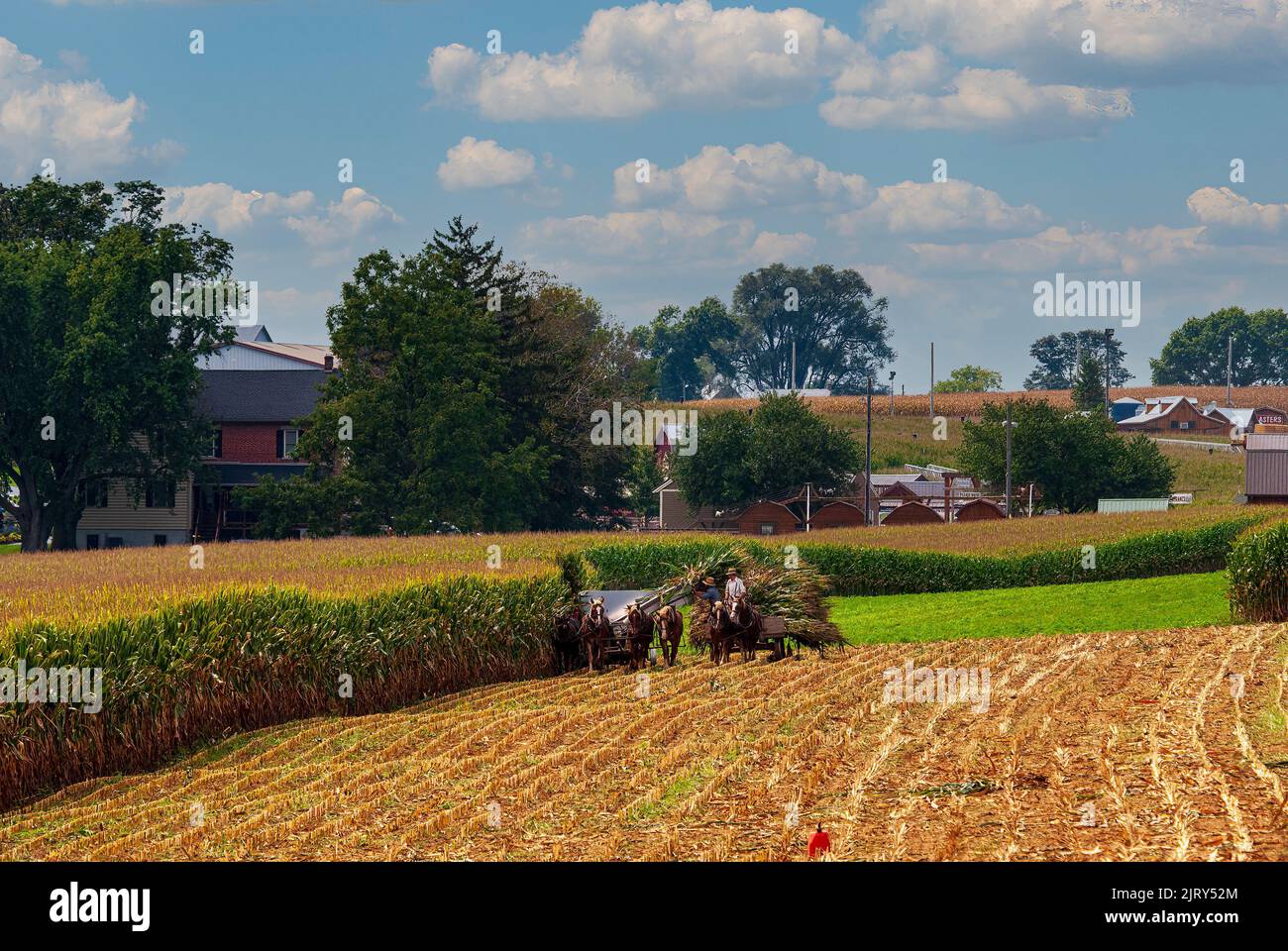 A View of Amish Harvesting There Corn Using Six Horses and Three Men as ...