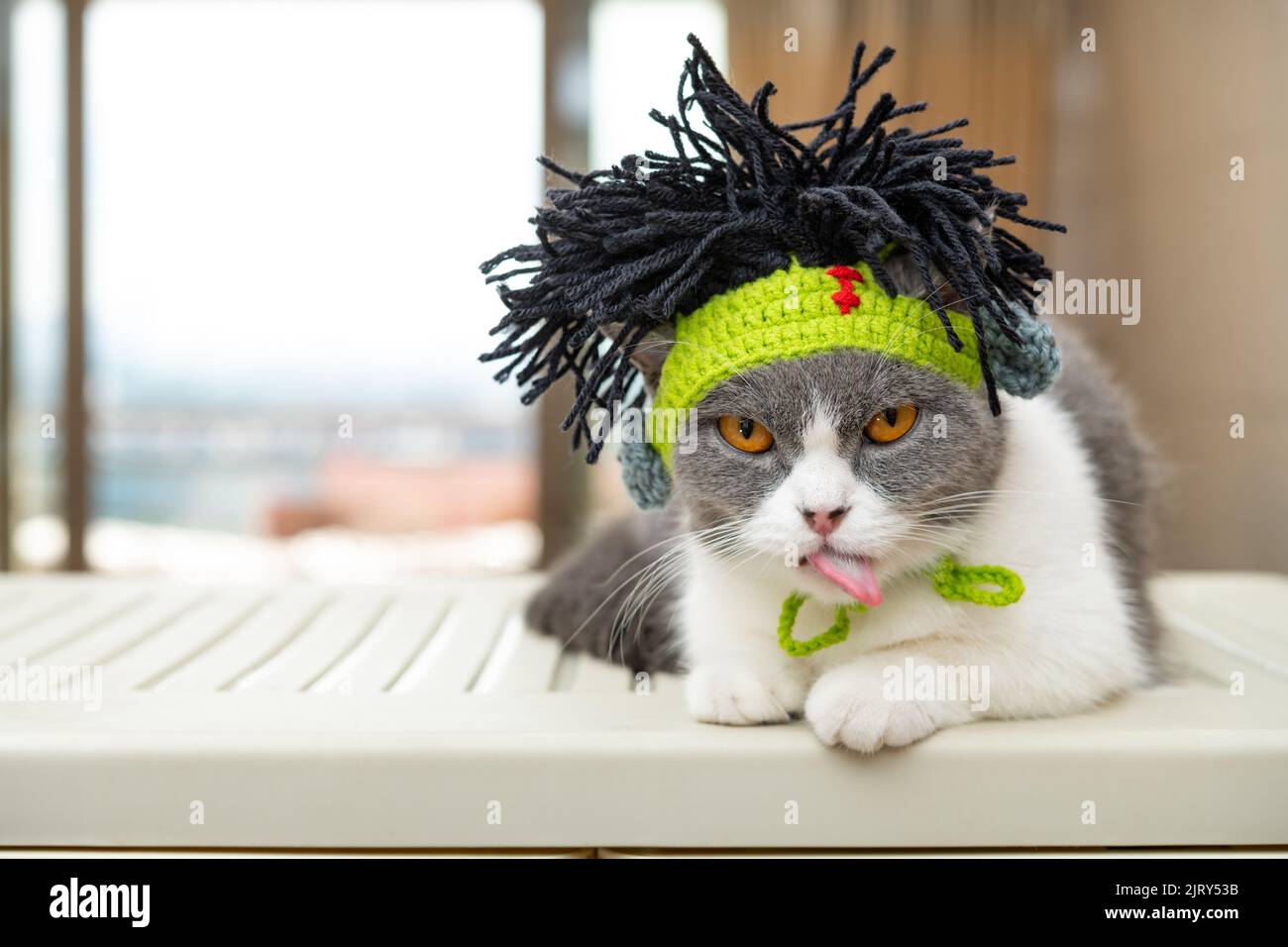 cute british shorthair cat wearing punk style funny hat with dummy ...