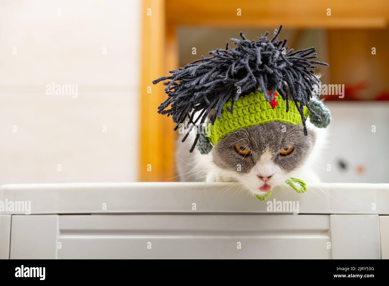 cute british shorthair cat wearing punk style funny hat with dummy ...