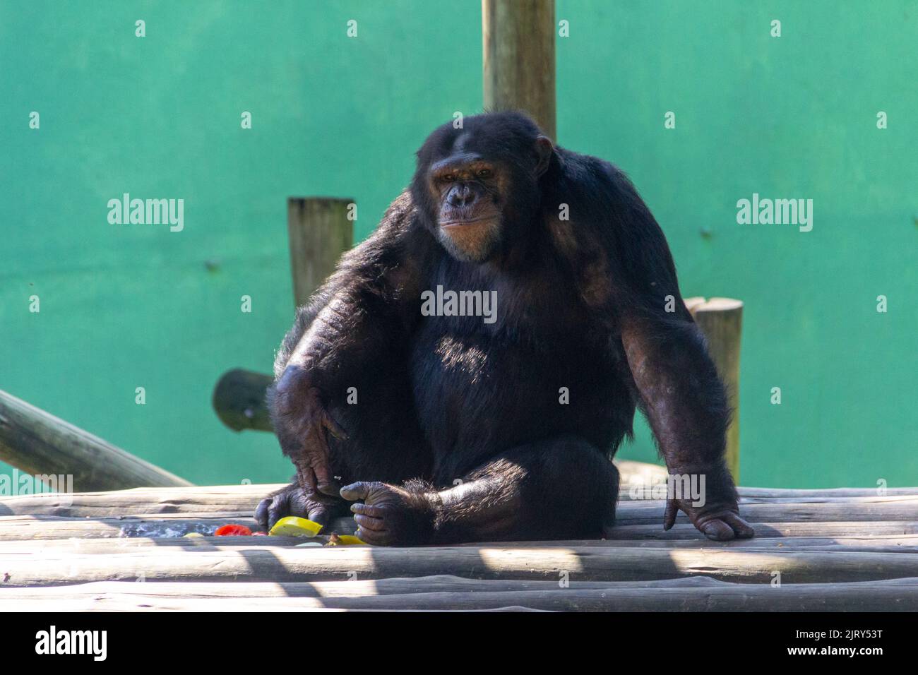 Chimpanzee at the Pomerode Zoo in Santa Catarina, Brazil - May 4, 2019 ...