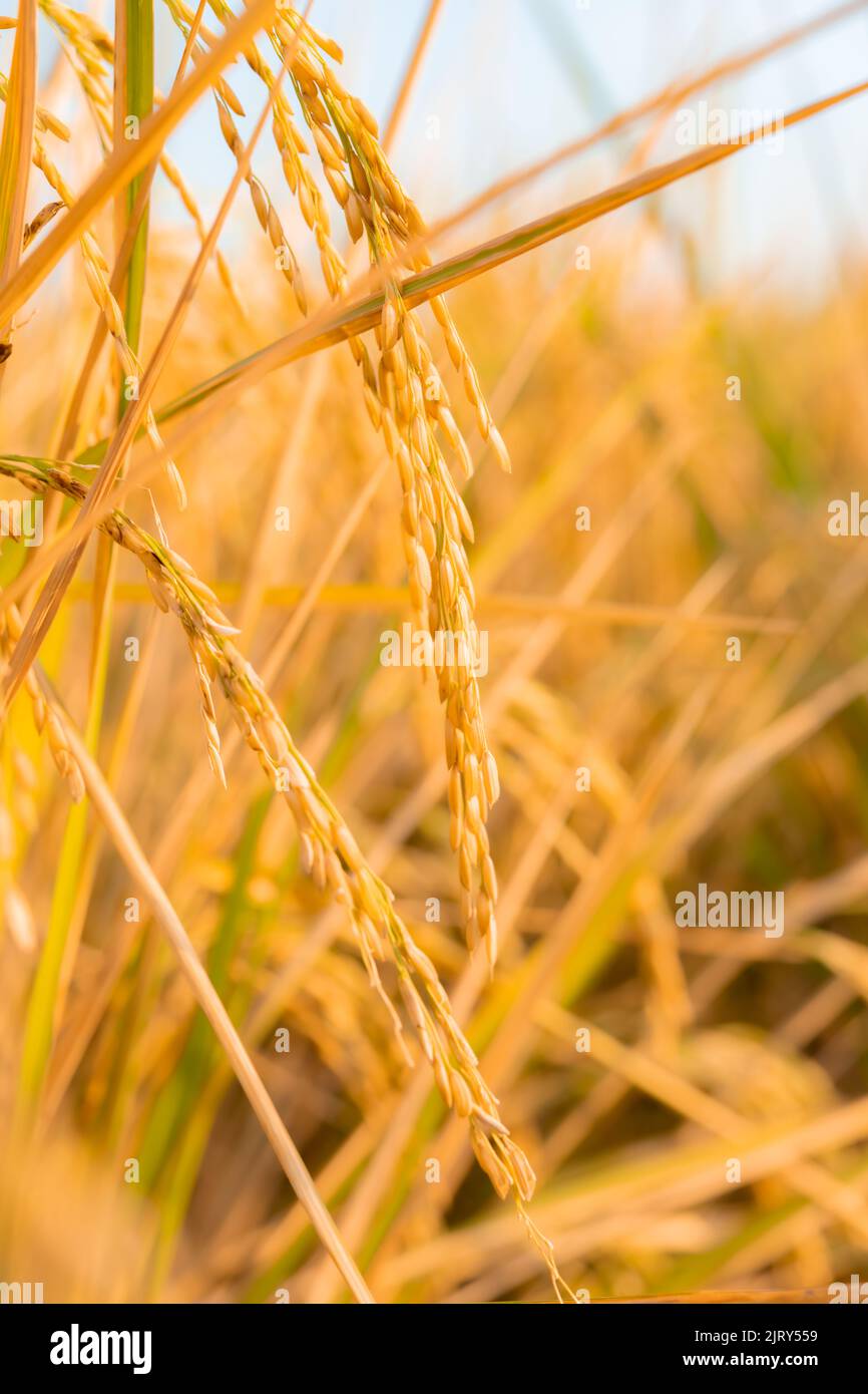 Gold paddy hi-res stock photography and images - Alamy
