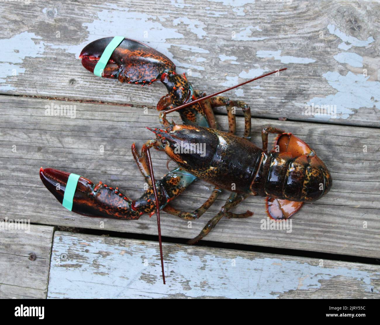 An American Lobster on a Weathered Wooden Floor Stock Photo - Alamy