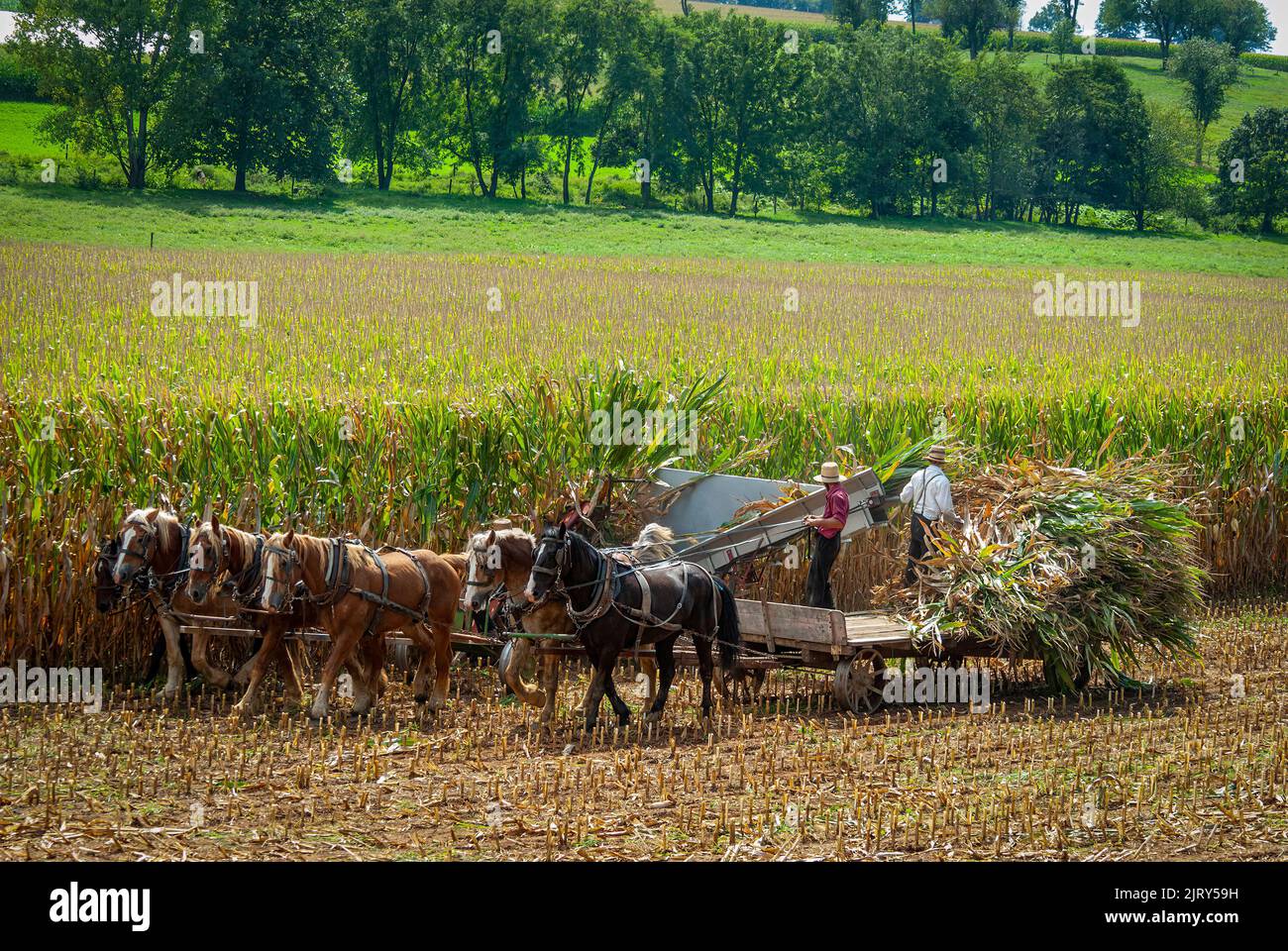 A View of Amish Harvesting There Corn Using Six Horses and Three Men as ...