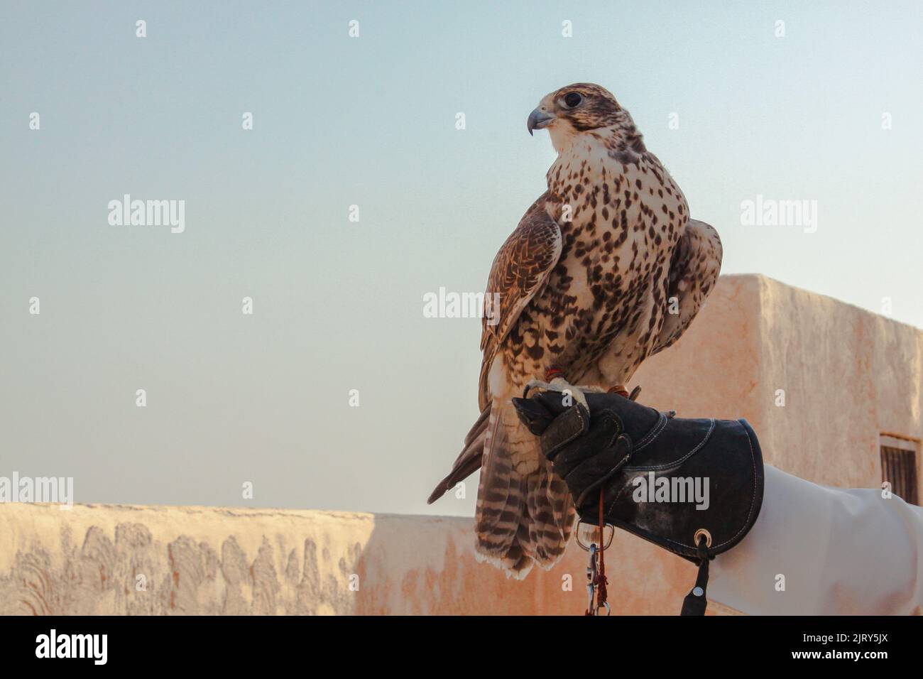 man holding his falcon before using it to hunt birds and rabbits on the ...
