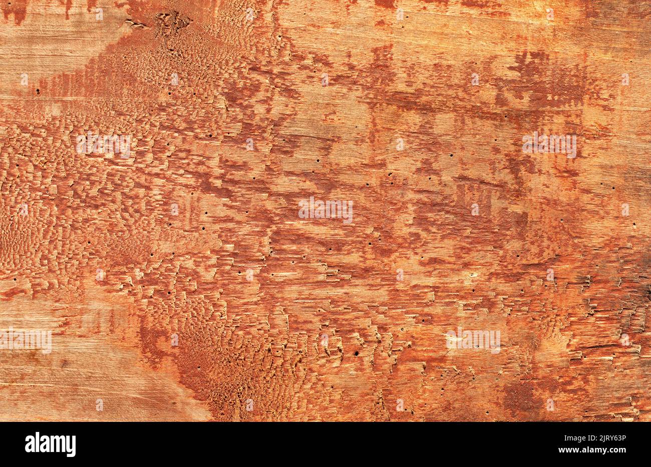 Poplar board texture. Old faded paint. Abstract natural background ...