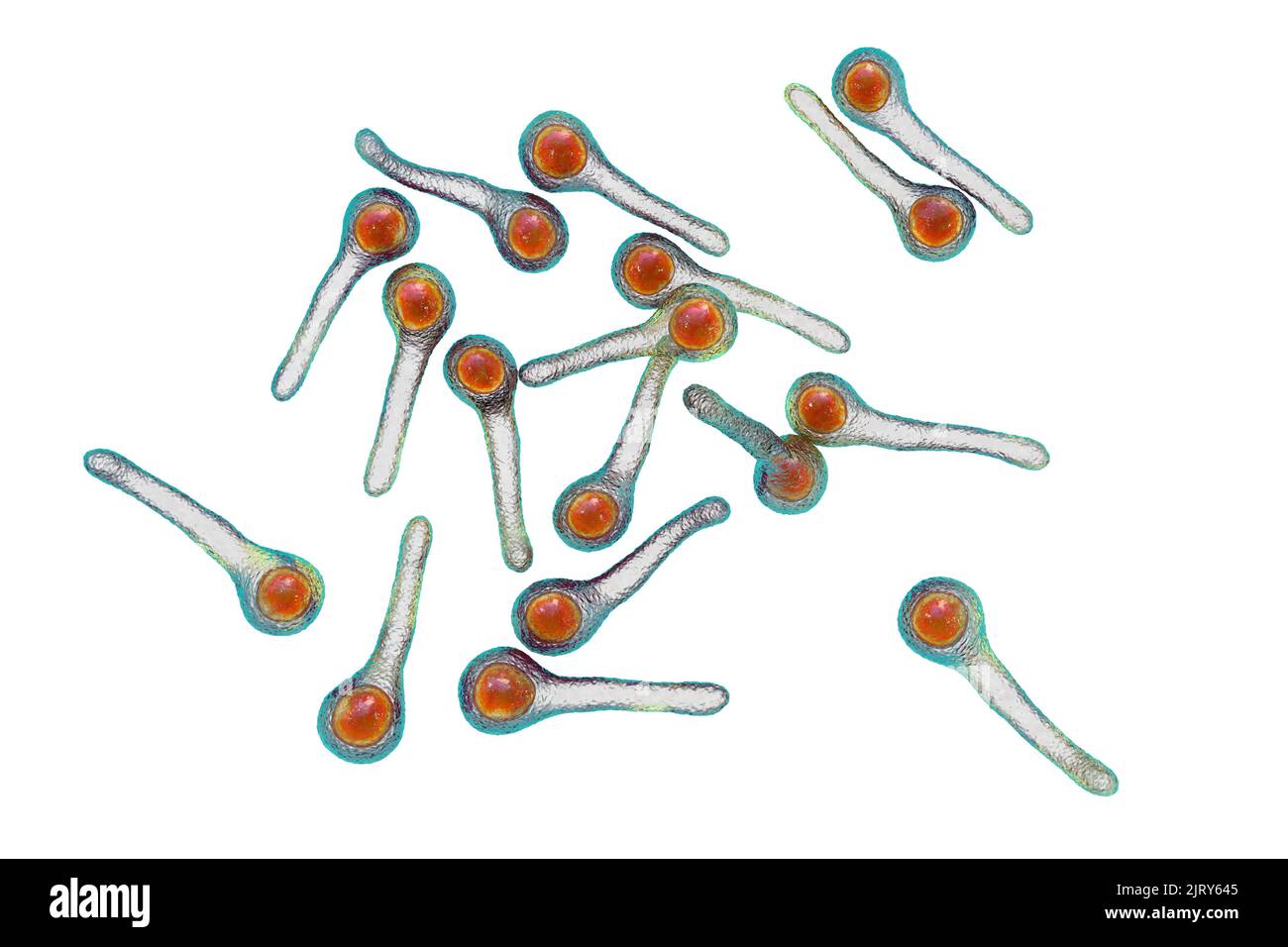 Tetanus bacteria (Clostridium tetani), illustration. Clostridium tetani ...