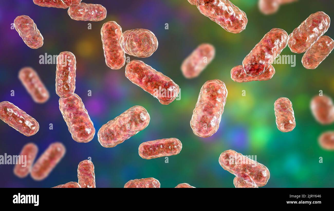 Enterobacter cloacae hi-res stock photography and images - Alamy
