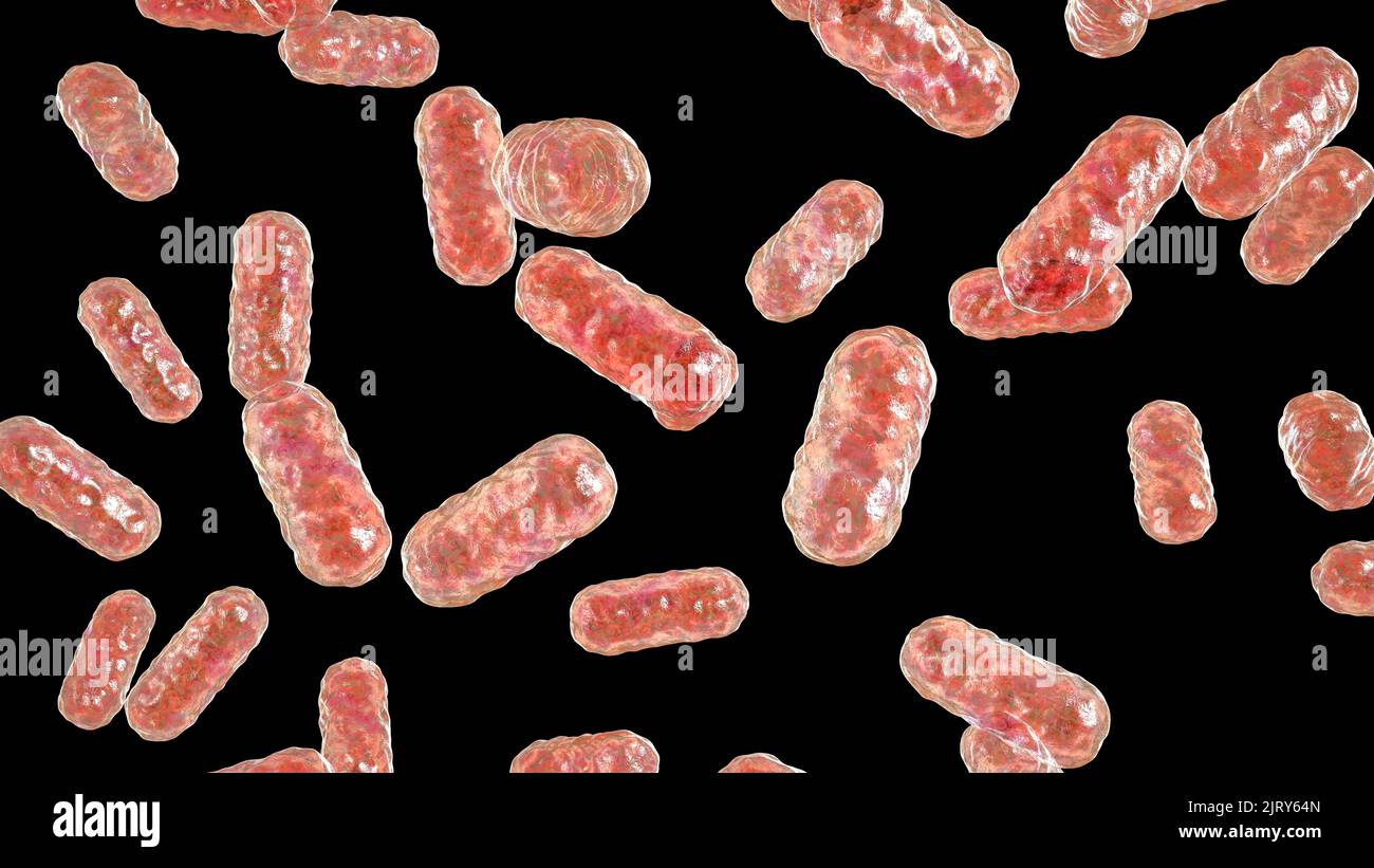 Enterobacter bacteria, illustration Stock Photo - Alamy