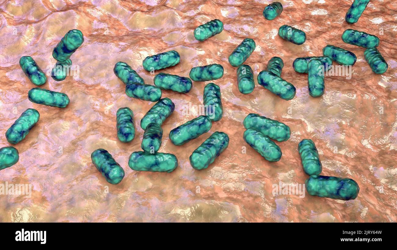 Enterobacter bacteria, illustration Stock Photo - Alamy