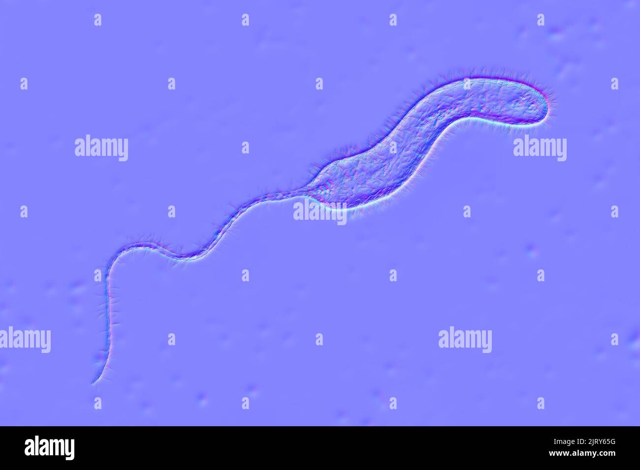 Cholera bacteria, illustration Stock Photo - Alamy