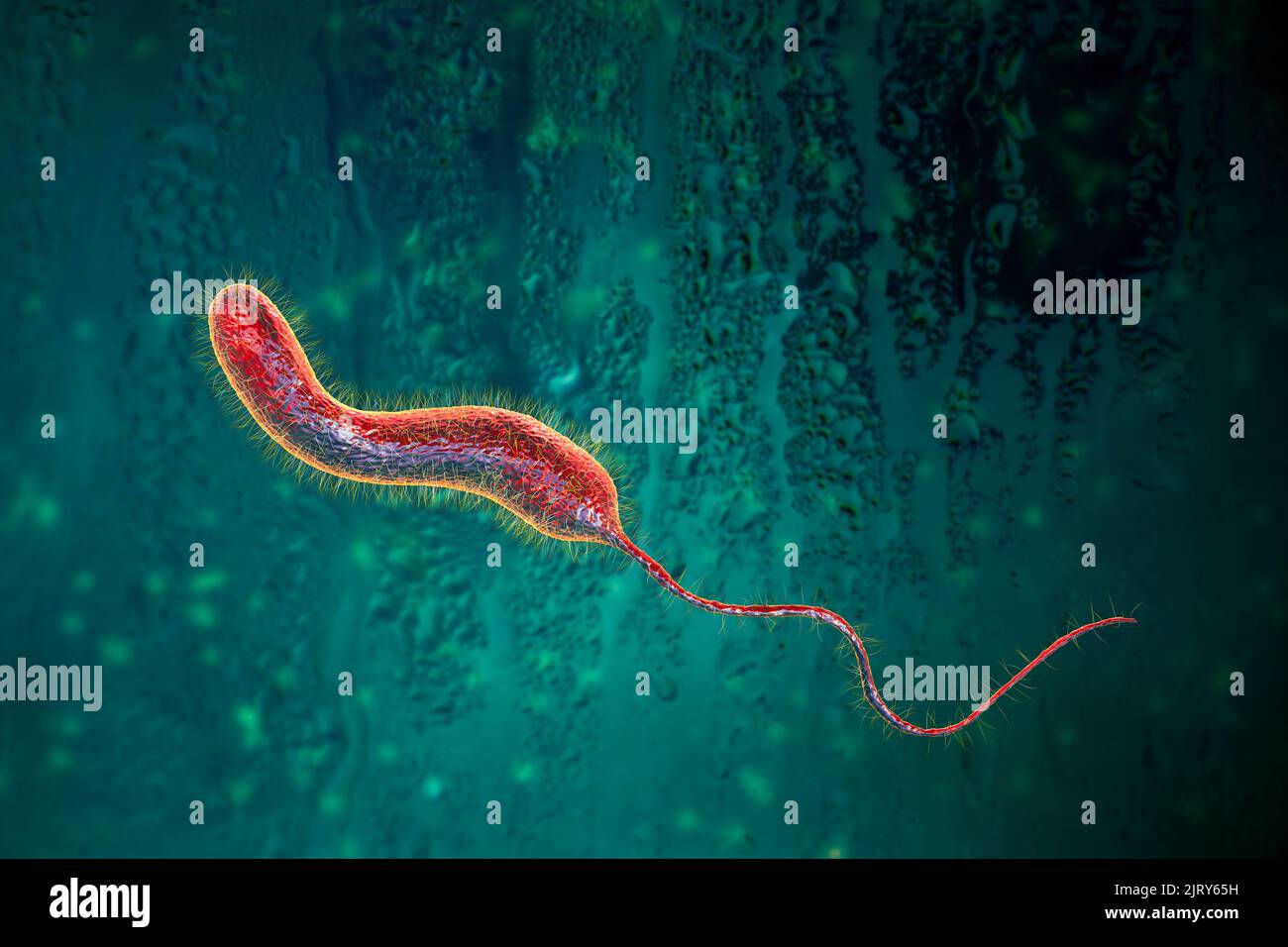 Cholera bacteria, illustration Stock Photo - Alamy
