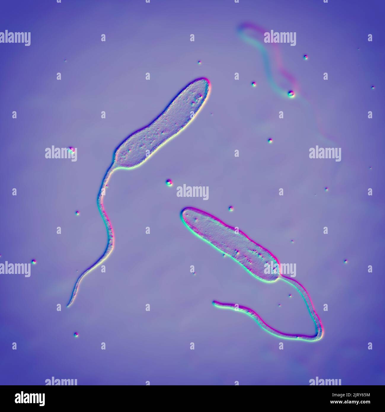 Cholera bacteria, illustration Stock Photo - Alamy