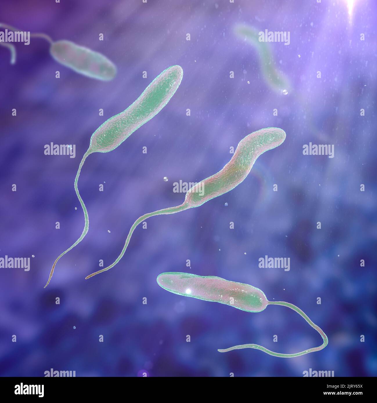 Cholera bacteria, illustration Stock Photo - Alamy