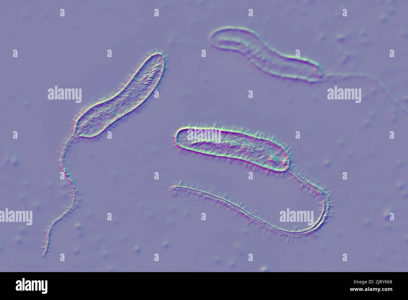 Cholera bacteria (Vibrio cholerae), illustration Stock Photo - Alamy