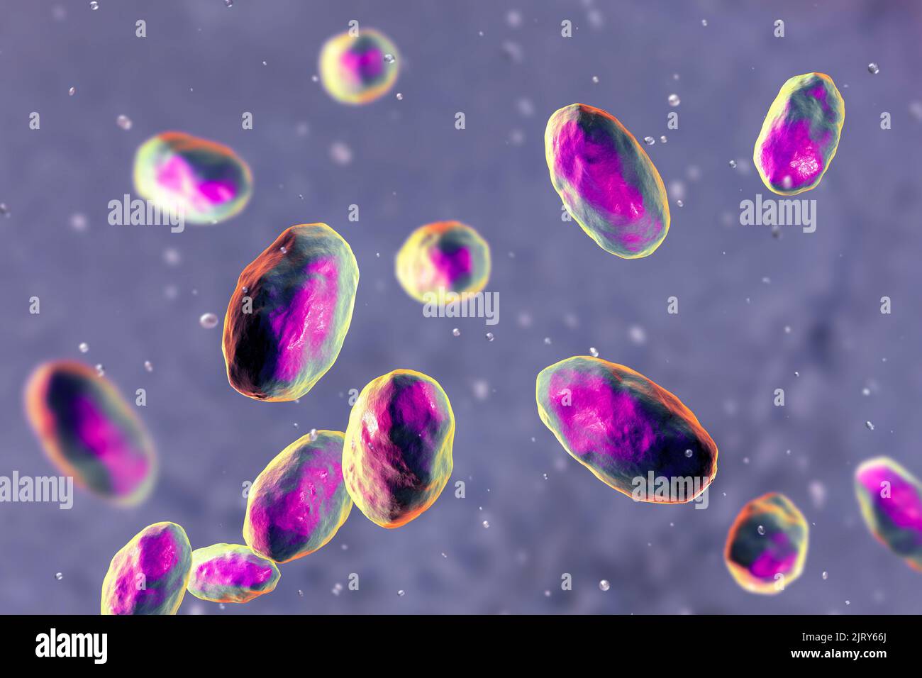 Yersinia pseudotuberculosis bacteria, illustration Stock Photo - Alamy