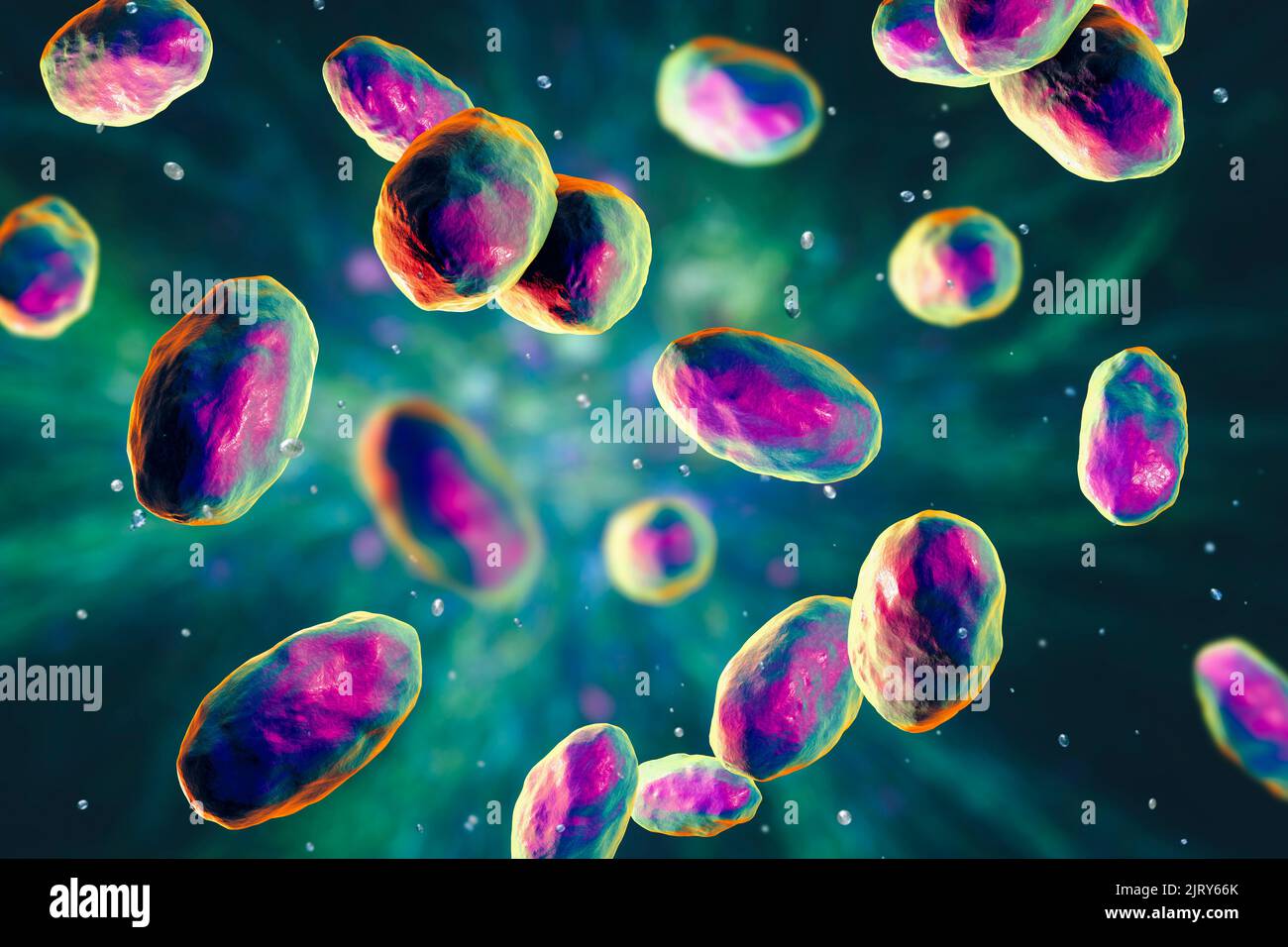 Yersinia pseudotuberculosis bacteria, illustration Stock Photo - Alamy
