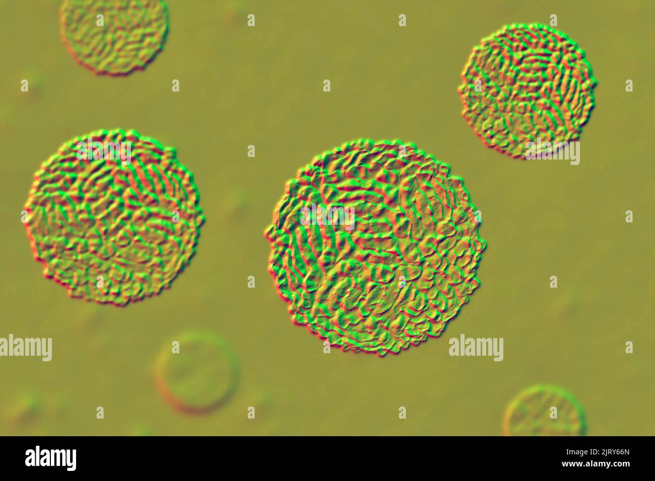 West Nile virus particles, illustration Stock Photo - Alamy