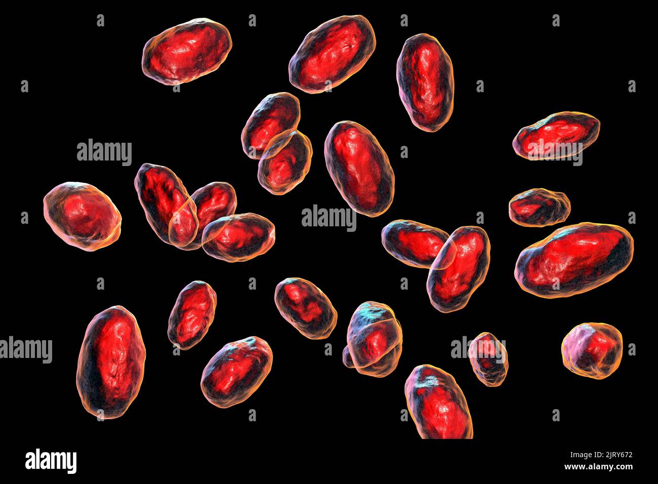 Yersinia pseudotuberculosis bacteria, illustration Stock Photo - Alamy