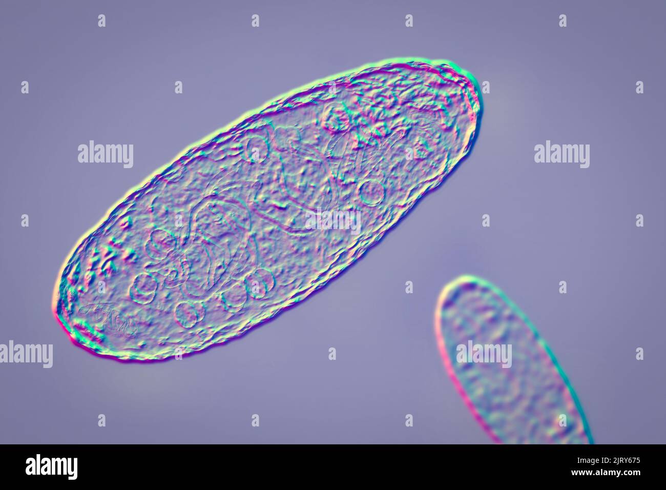 Plague bacteria Yersinia pestis, illustration Stock Photo - Alamy