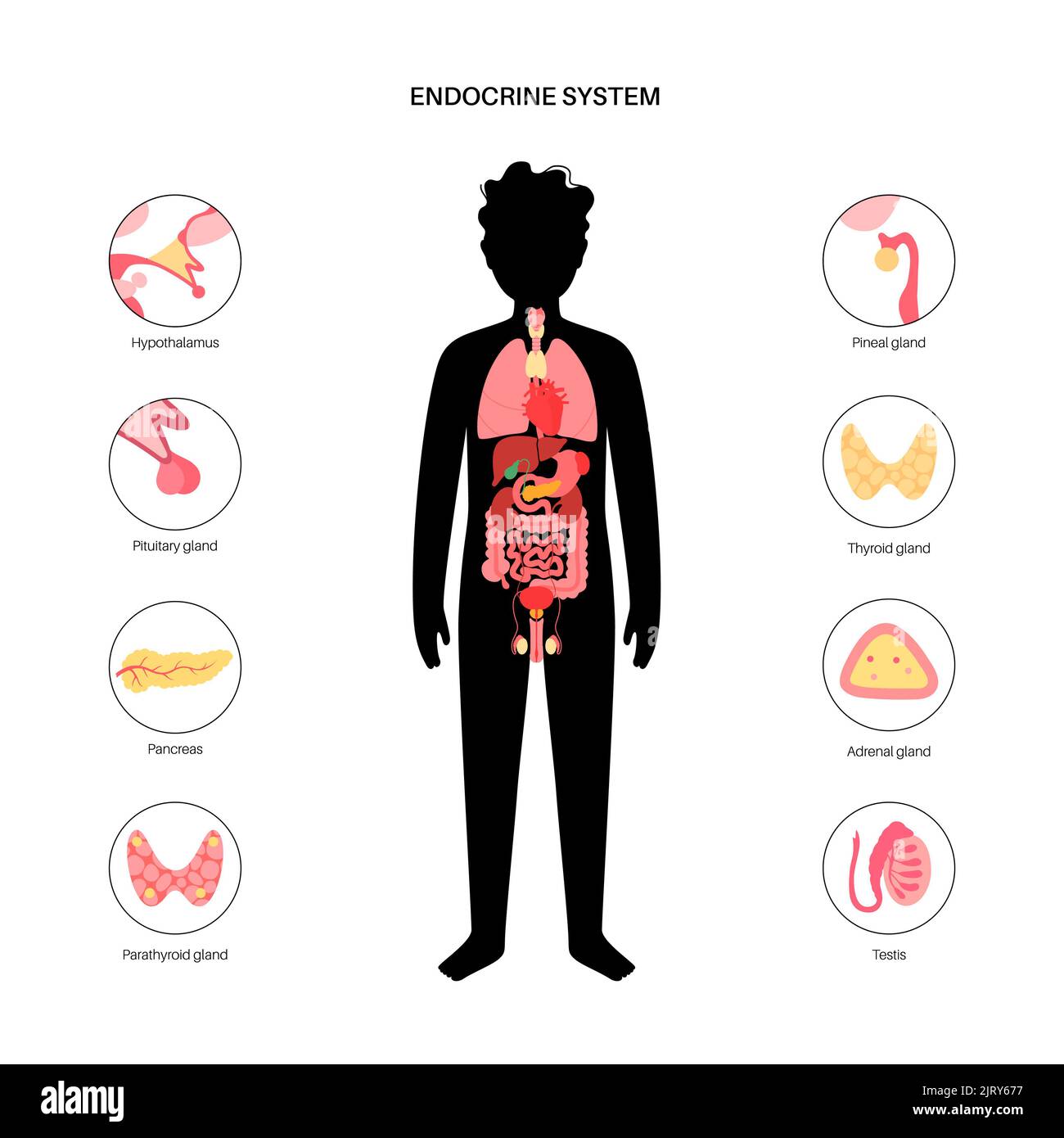Human endocrine system, illustration Stock Photo - Alamy