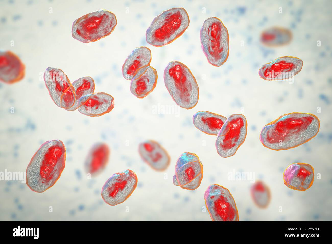 Yersinia pseudotuberculosis bacteria, illustration Stock Photo - Alamy