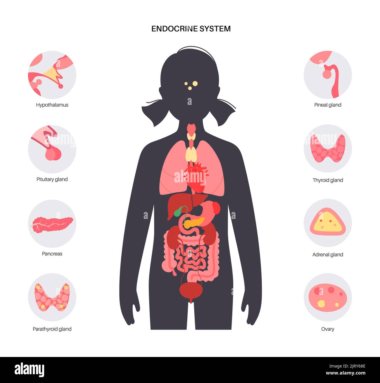 Human endocrine system, illustration Stock Photo - Alamy
