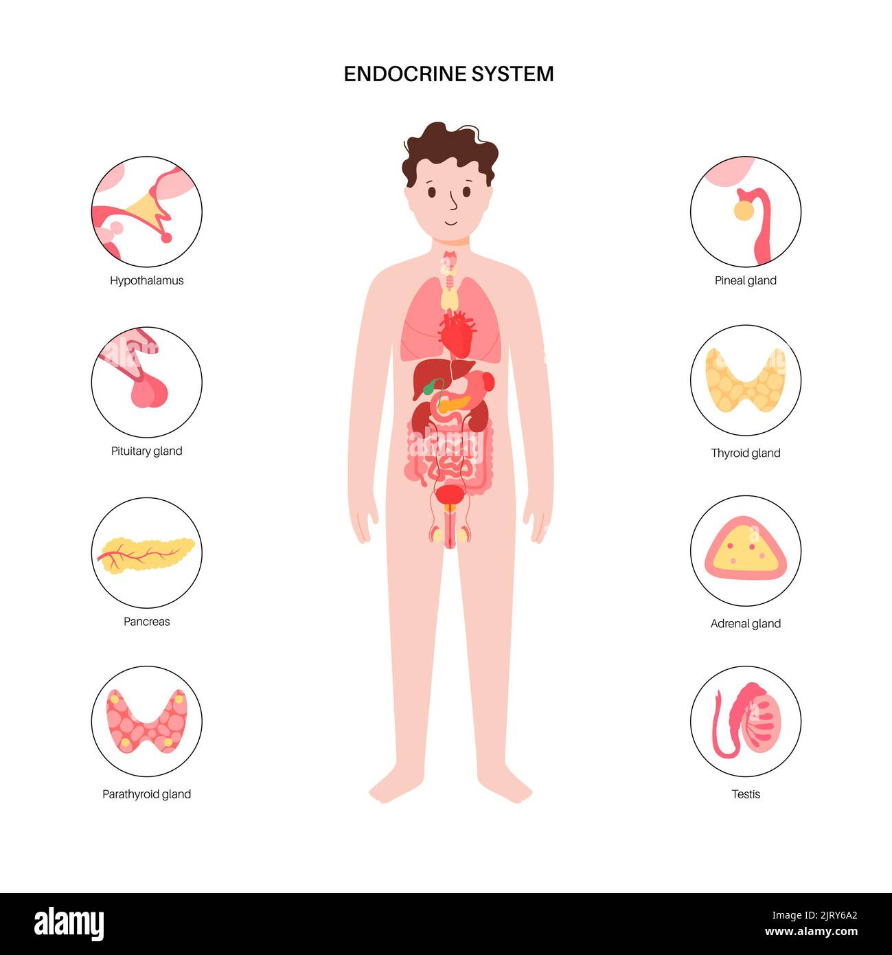 Human endocrine system, illustration Stock Photo - Alamy Human endocrine system, illustration Stock Photo - Alamy