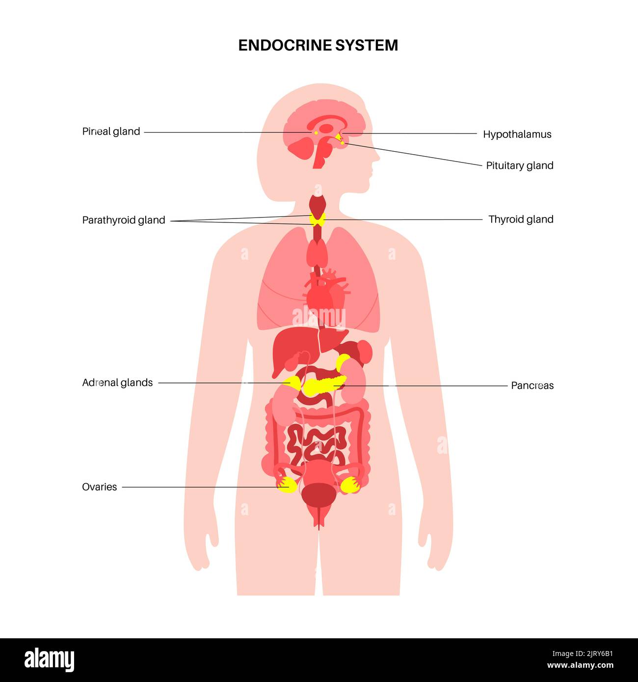 Human endocrine system, illustration Stock Photo - Alamy Human endocrine system, illustration Stock Photo - Alamy