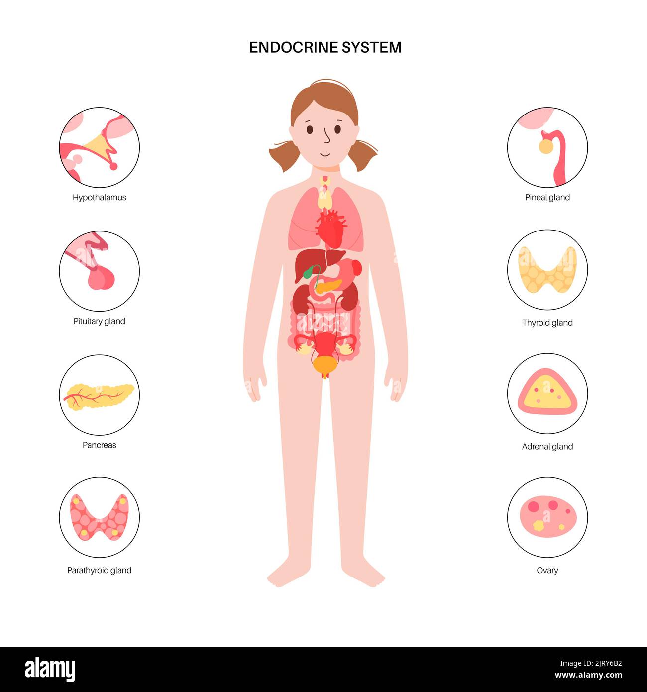 Human endocrine system, illustration Stock Photo - Alamy