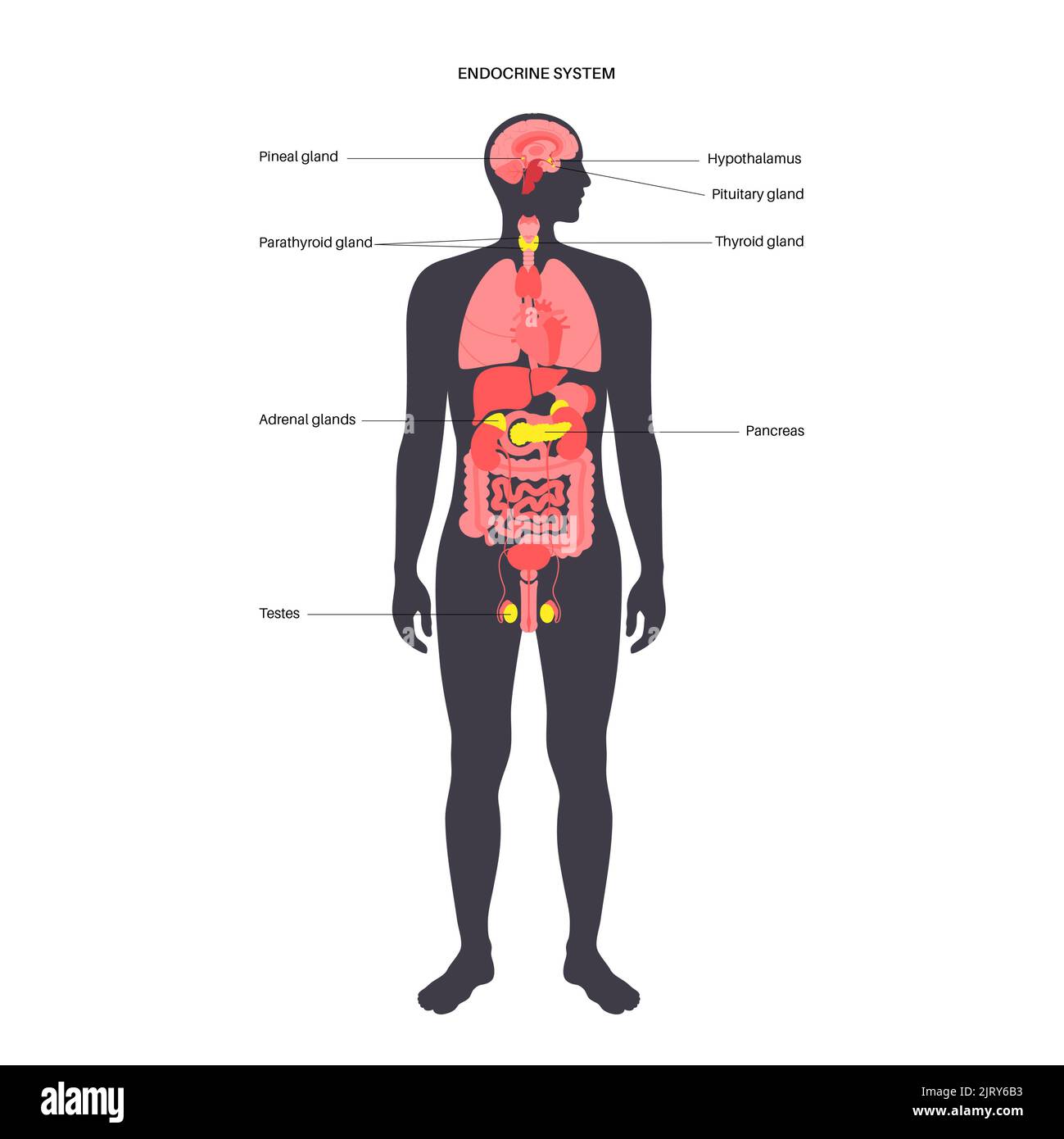 Human endocrine system, illustration Stock Photo - Alamy