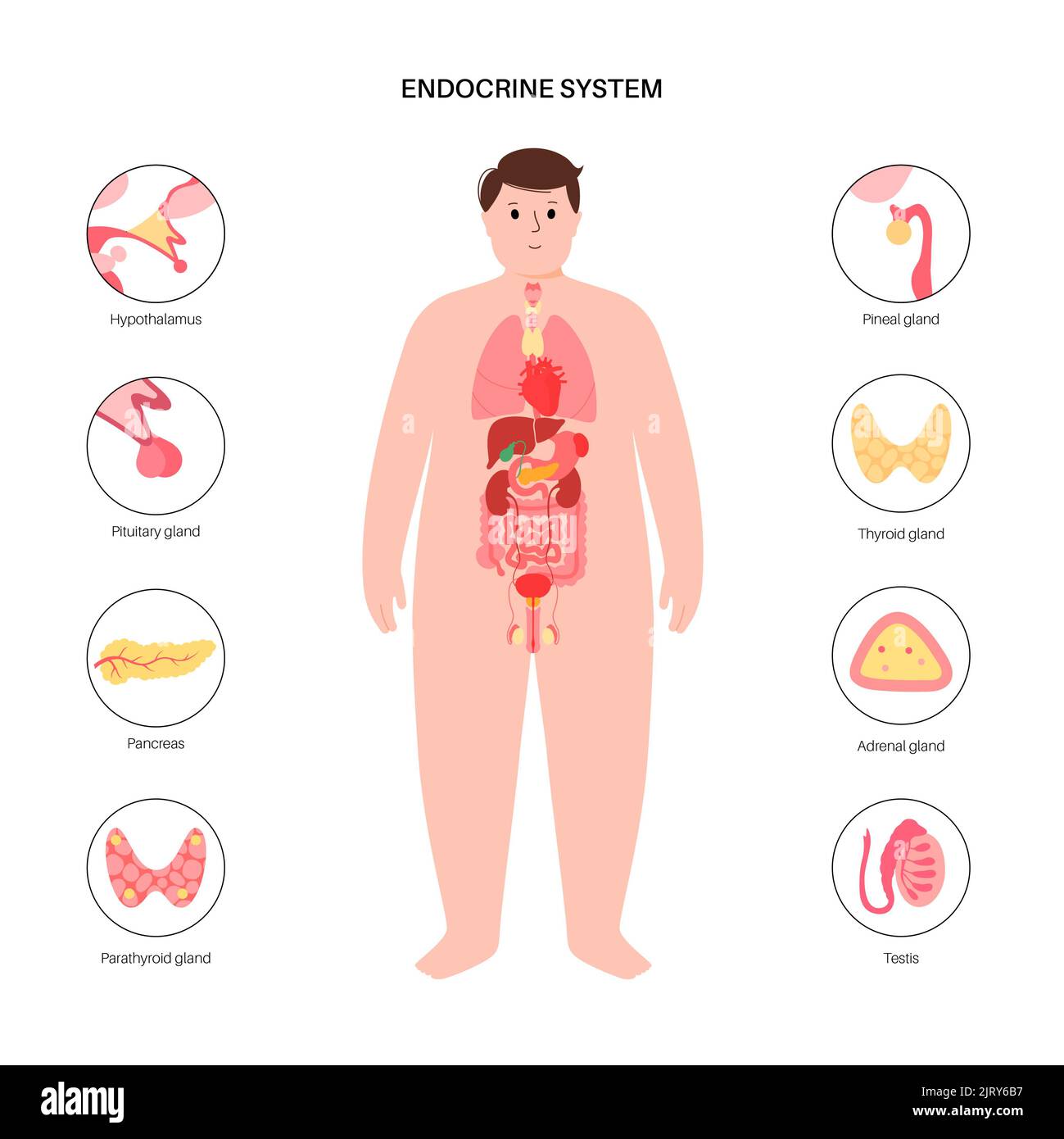Human endocrine system, illustration Stock Photo - Alamy