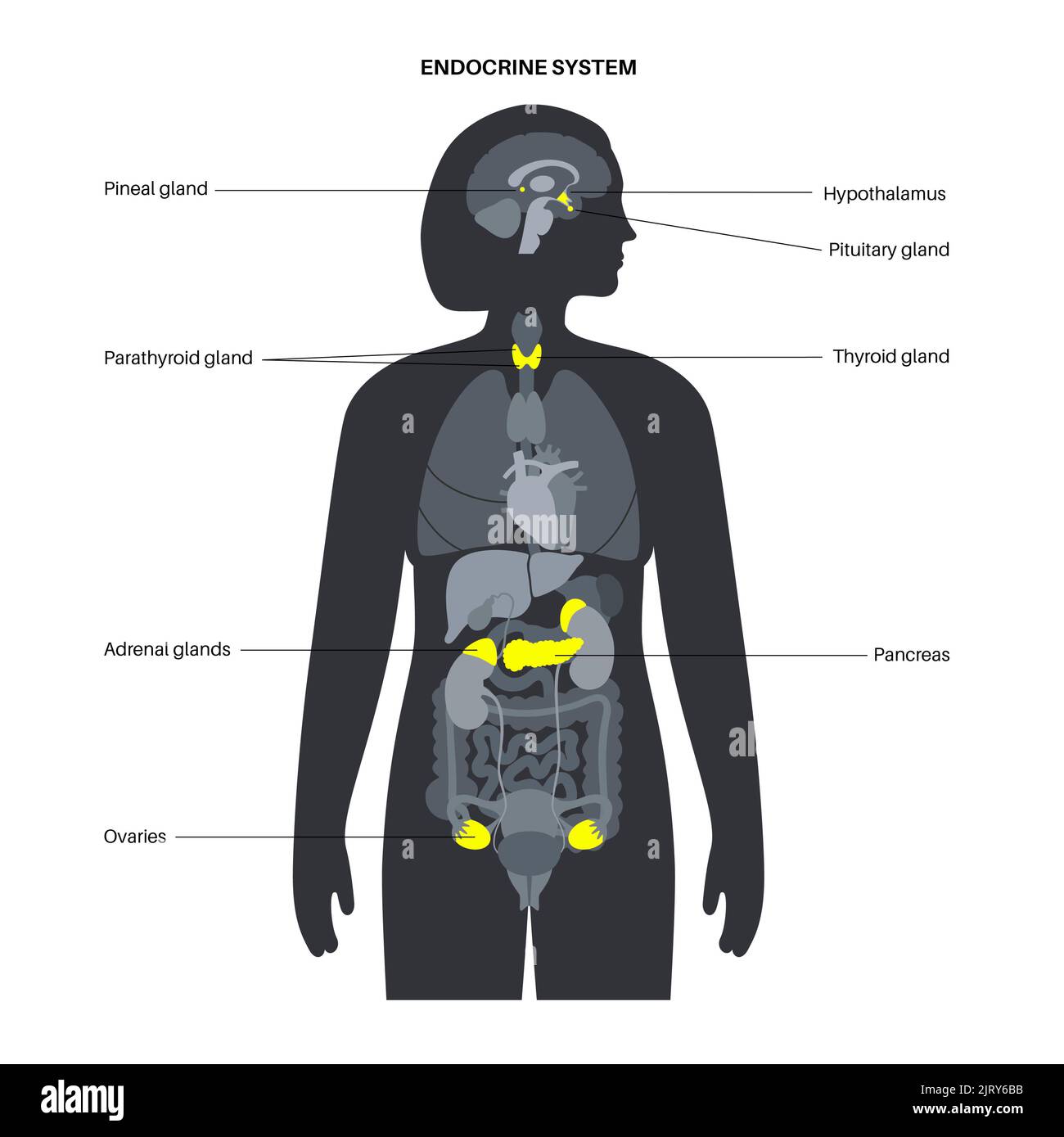 Endocrine System Labeled Diagram Glands In The Human Body Explained