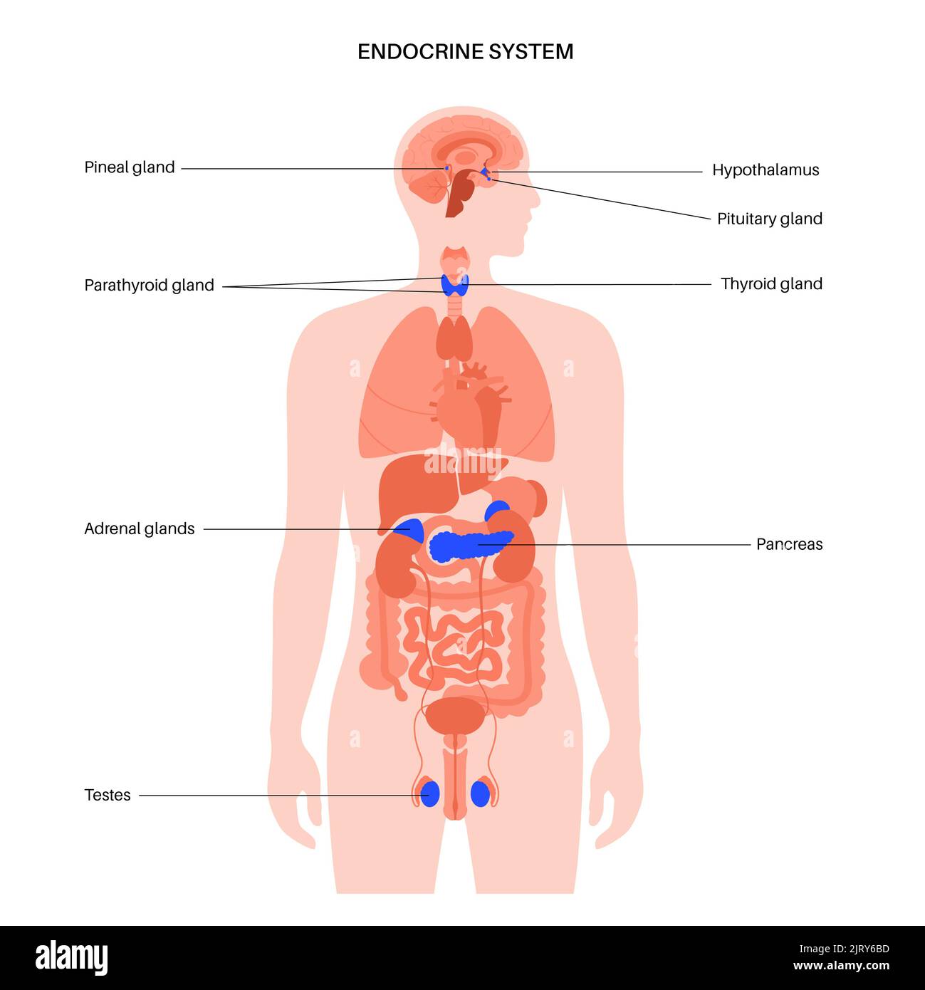 Human endocrine system, illustration Stock Photo - Alamy Human endocrine system, illustration Stock Photo - Alamy