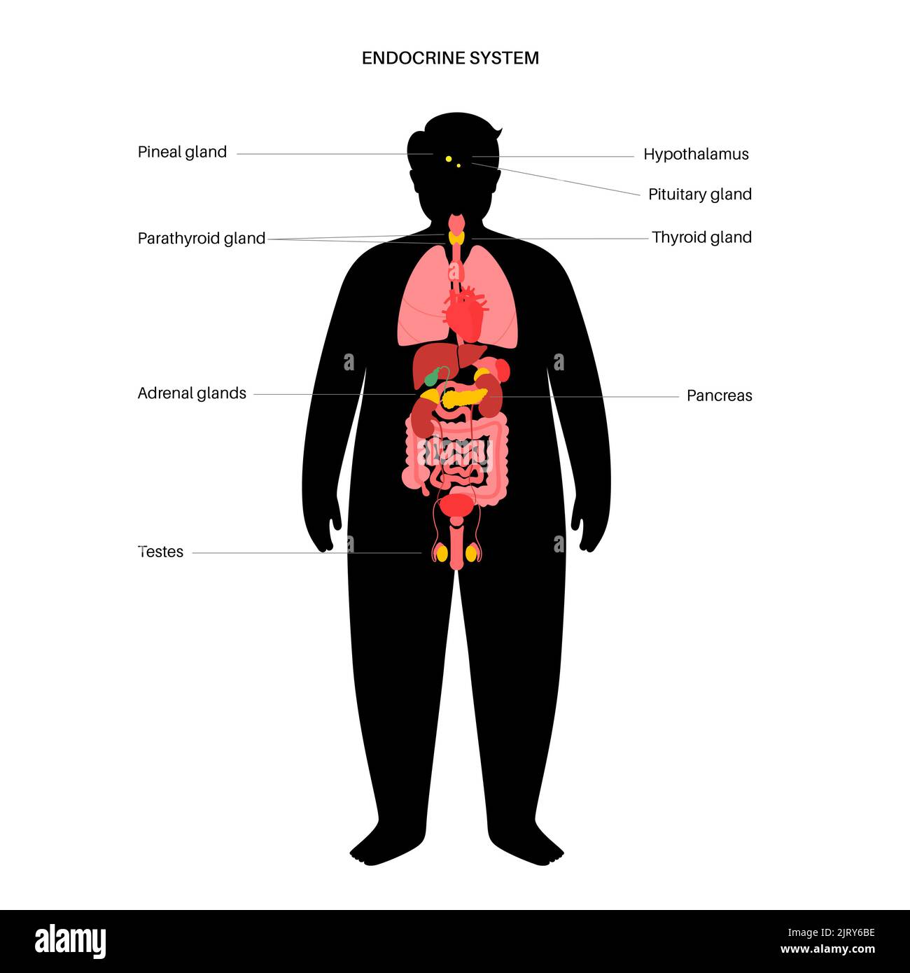 Human endocrine system, illustration Stock Photo - Alamy Human endocrine system, illustration Stock Photo - Alamy