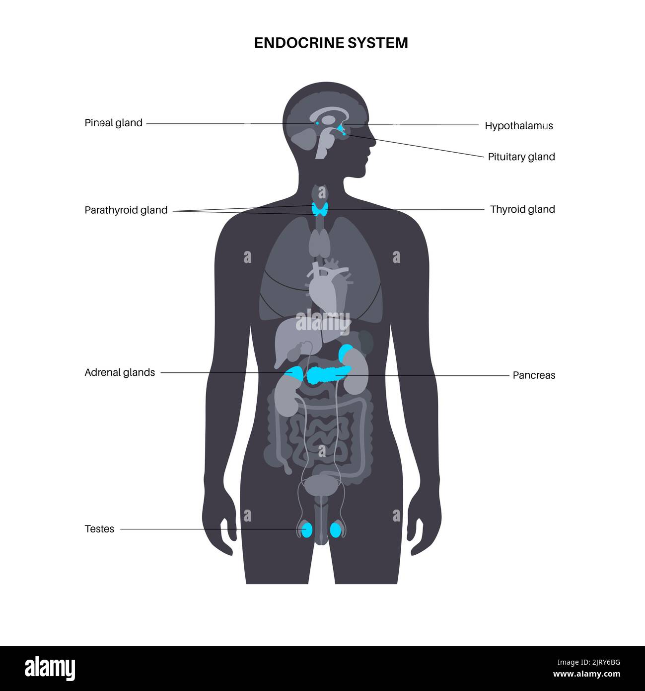 The Endocrine System Biology Of Humans