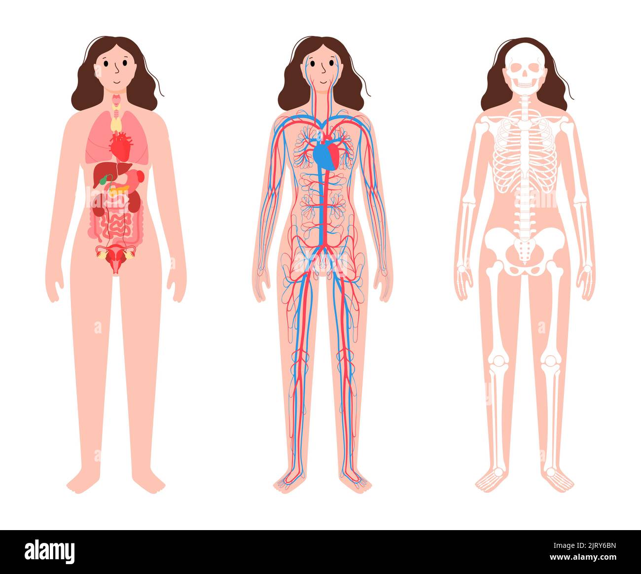 Human body systems, illustration Stock Photo - Alamy Human body systems, illustration Stock Photo - Alamy