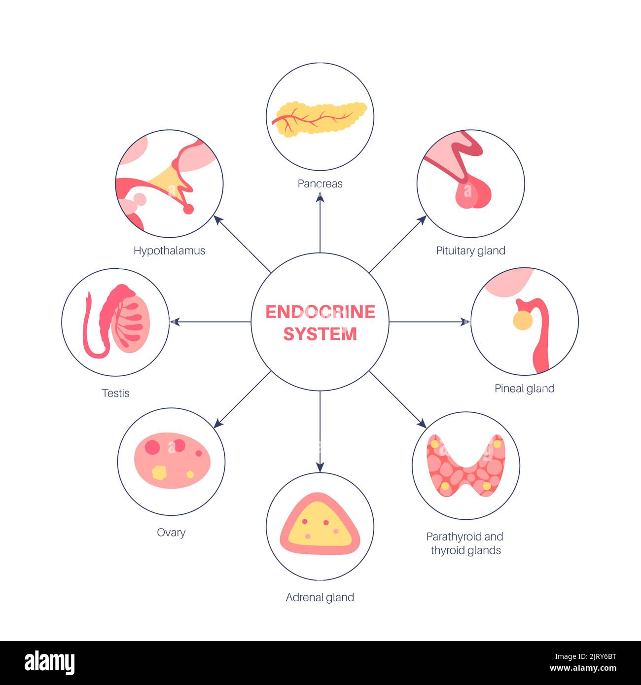 Human endocrine system, illustration Stock Photo - Alamy Human endocrine system, illustration Stock Photo - Alamy