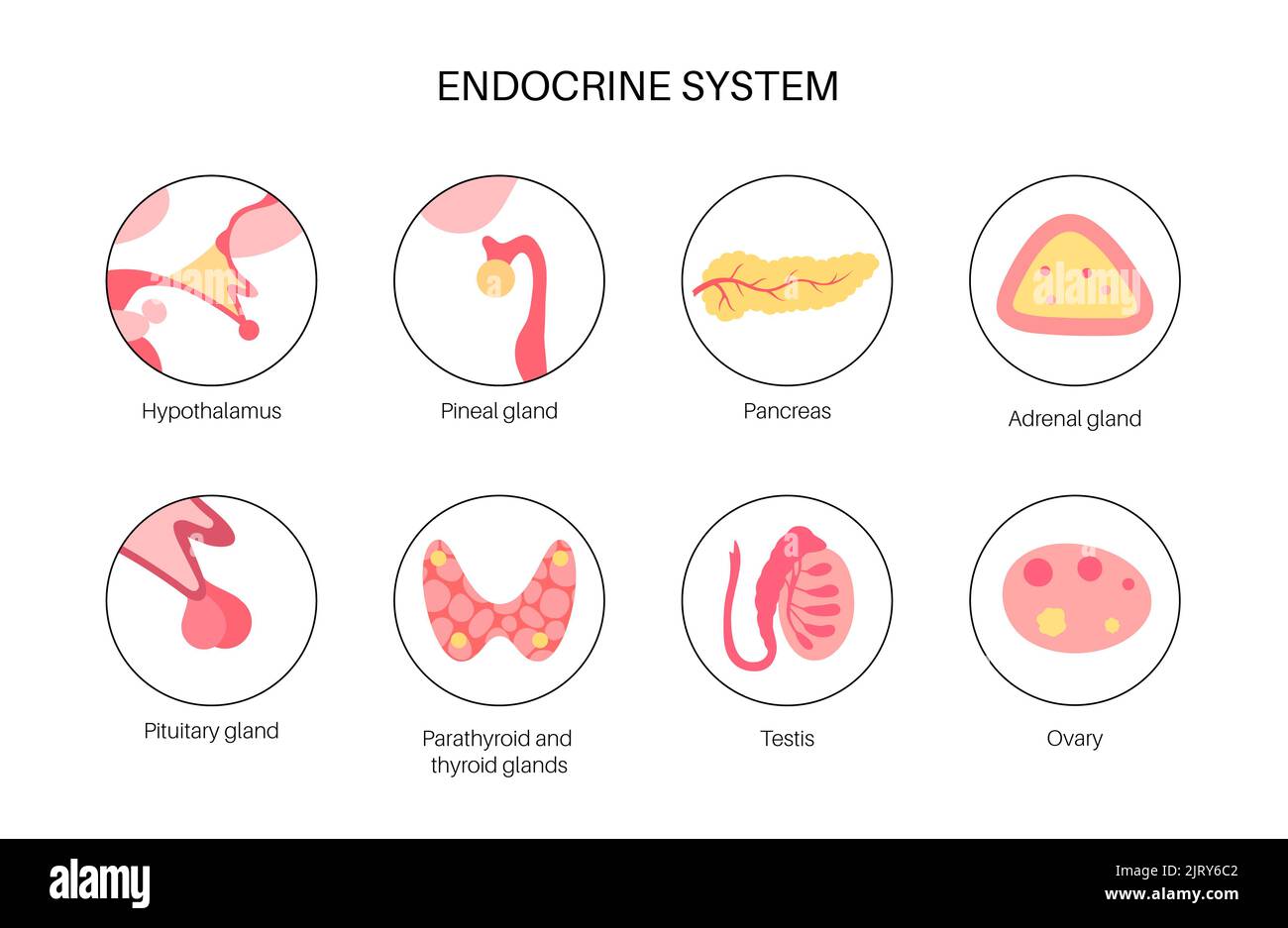 Human endocrine system, illustration Stock Photo - Alamy Human endocrine system, illustration Stock Photo - Alamy