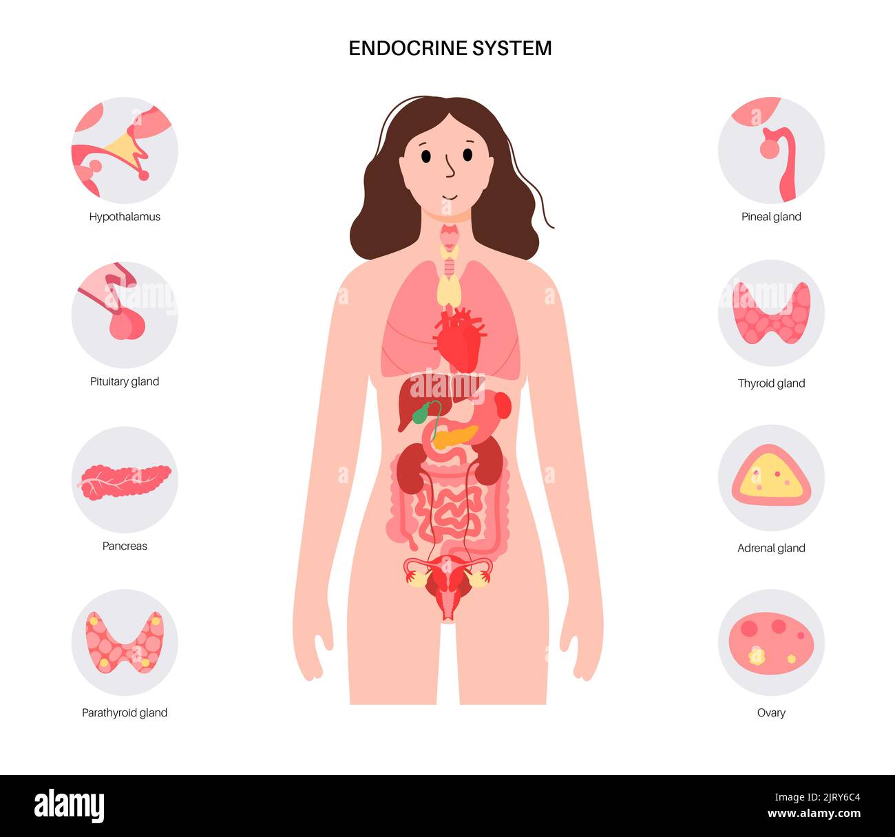 Human endocrine system, illustration Stock Photo - Alamy