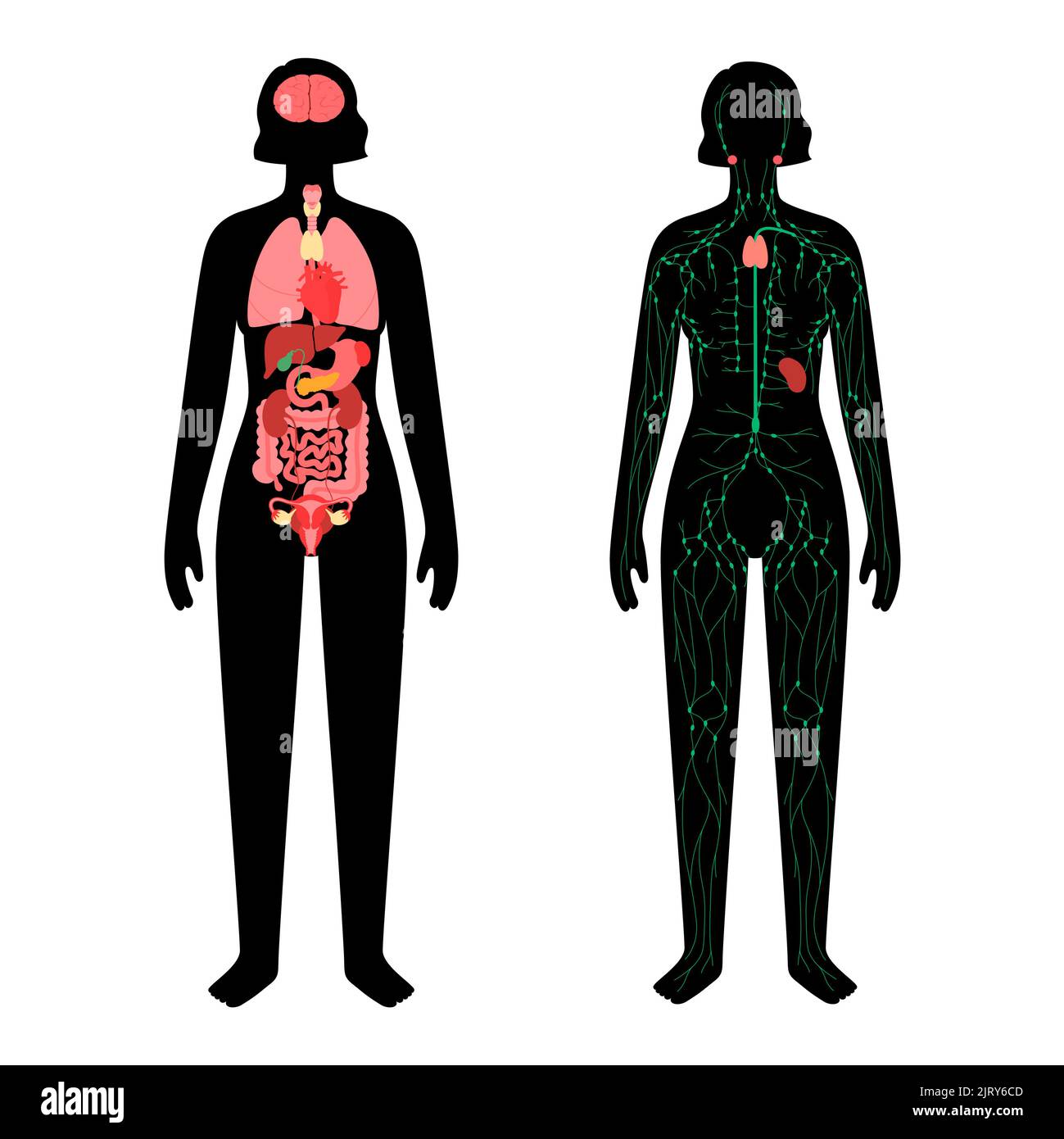 Organs and lymphatic system, illustration Stock Photo - Alamy