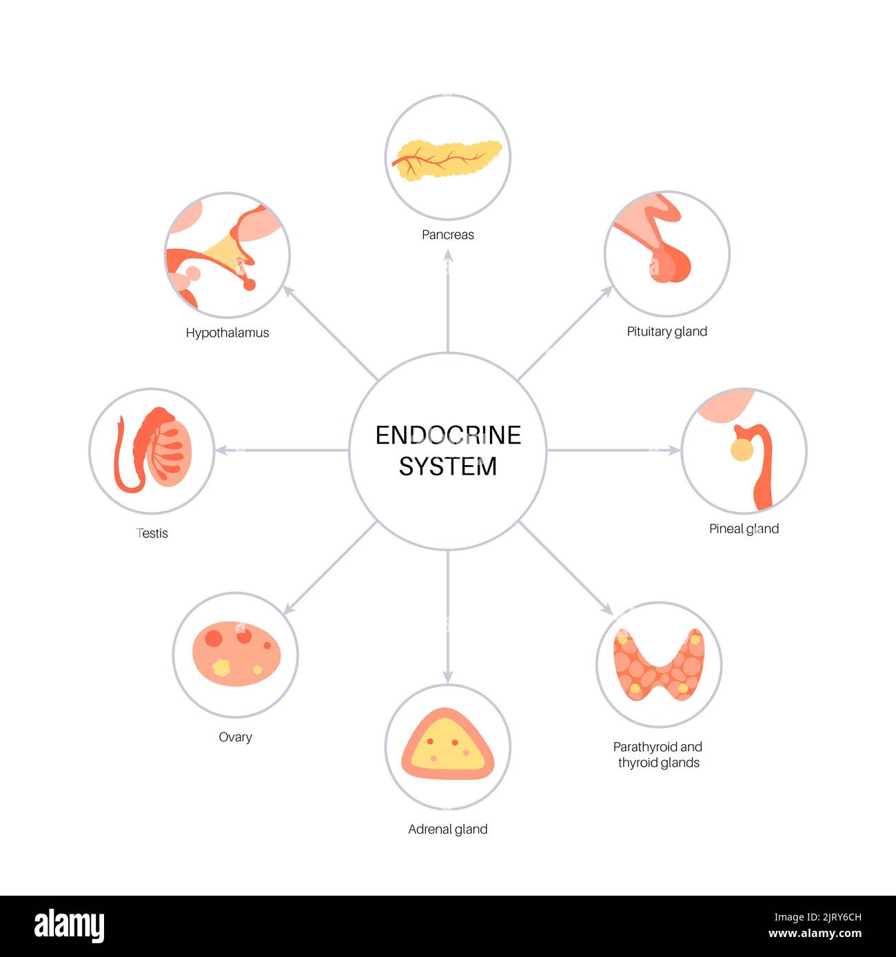 Human endocrine system, illustration Stock Photo - Alamy